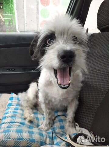 Собака в добрые руки