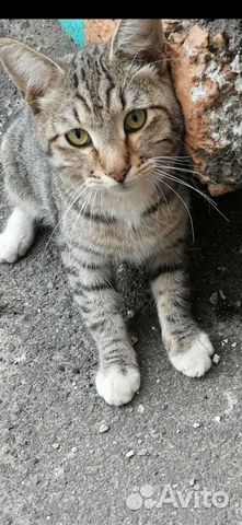 Кот