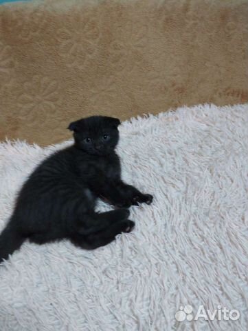 Котёнок продаётся порода - британец