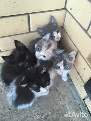 Котятам нужен хозяин