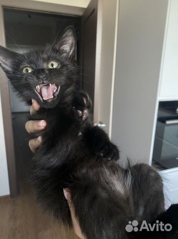 Котята бесплатно