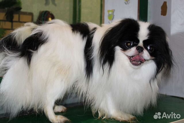 Японский Хин вязка