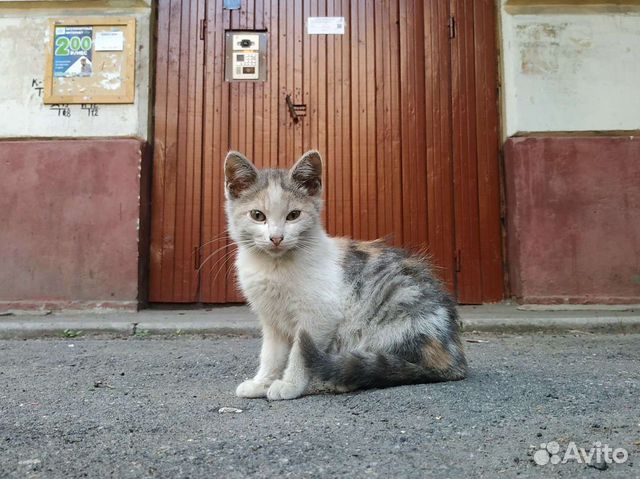 Маленький трехцветный котенок сидит под дождем
