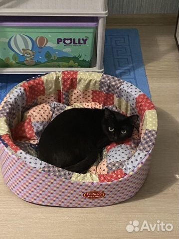 Кошка в добрые руки