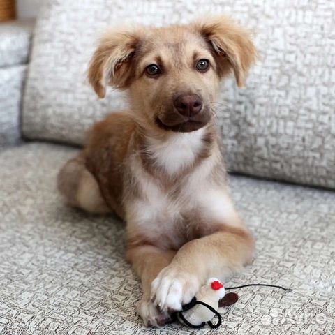 Щенок Лис в добрые руки