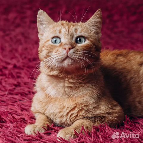 Котик ищет дом