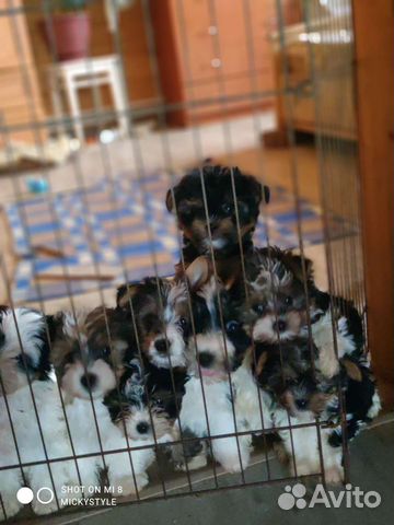 Йоркширский терьер бивер