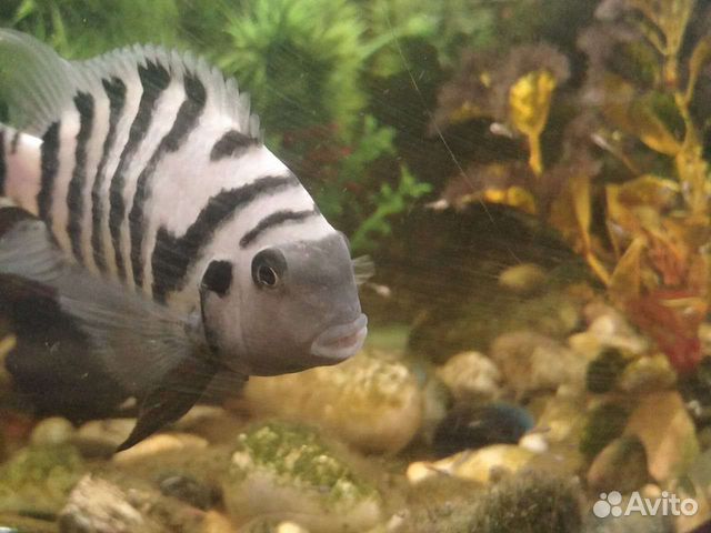 Аквариумные рыбки