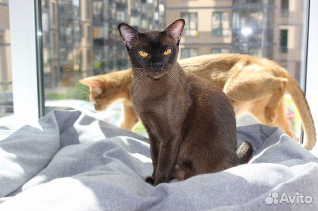 Бурманская кошка бурма