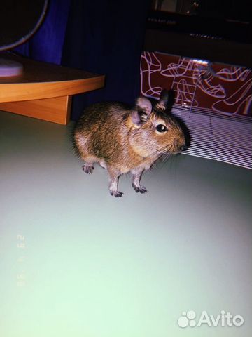 Дегу
