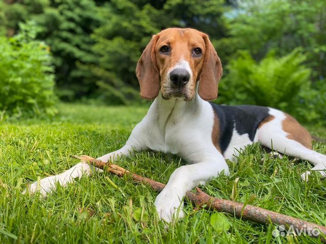 Эстонская гончая