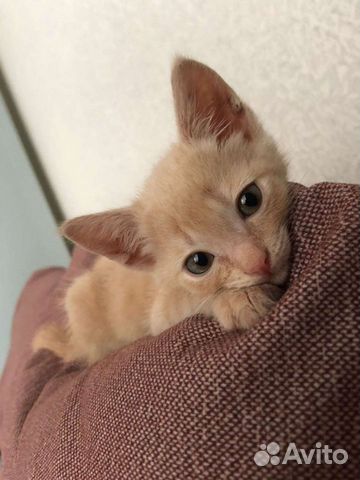 Котенок в добрые руки