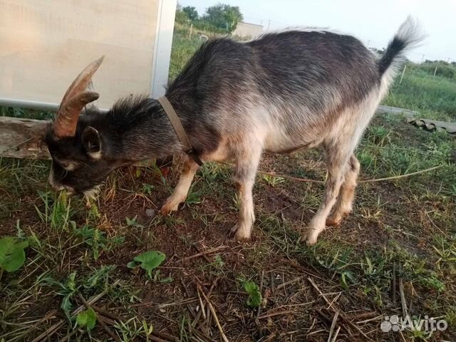 Чёрная козочка 5 месяцев, серый козлик 4 месяца