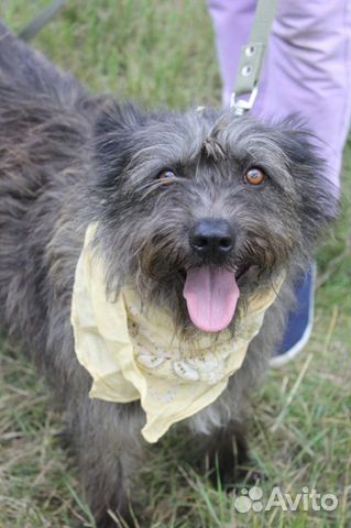 Тося не терьер, но тоже хочет домой