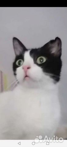 Веселый мальчик