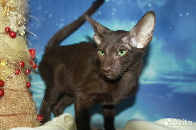 Ориенталочка Гавана