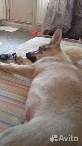 Потерялась собачка