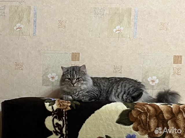 Шотландский кот вязка