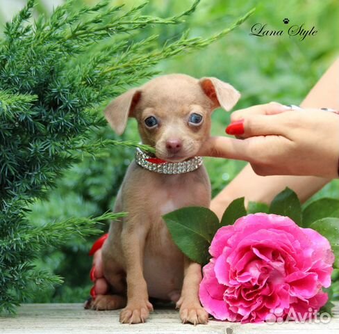 Очаровательный тойчик