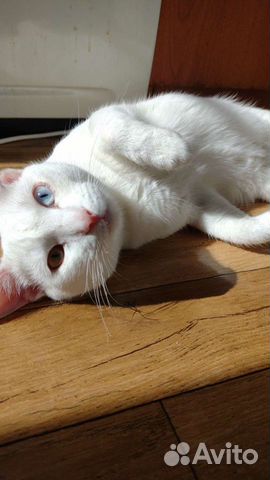 Кот Као-мани вязка