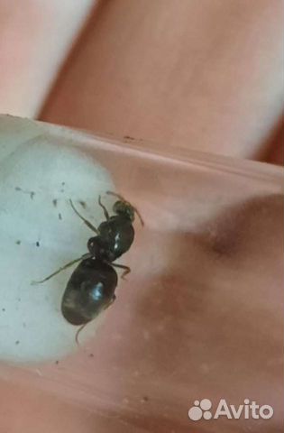 Lasius niger/flaus