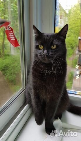 Черная кошечка Нора