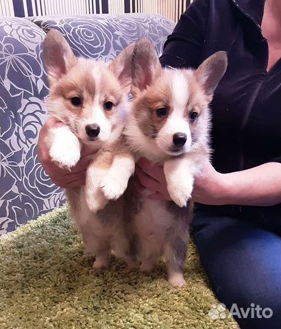 Щенки корги пемброк