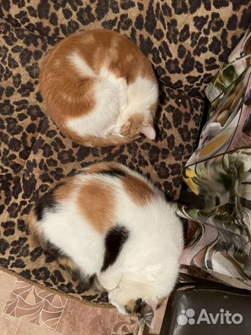 Котик и кошка