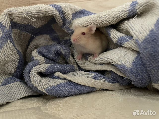 Джунгарский хомяк