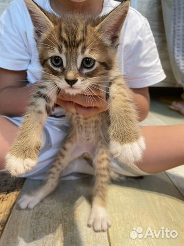 Котята Чаузи