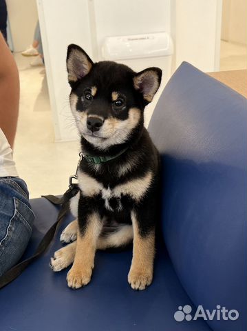Щенок Сиба ину (Шиба Ину) черно-подпалый