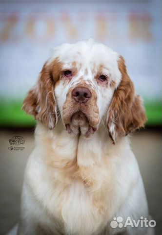 Девочка Кламбер Спаниель