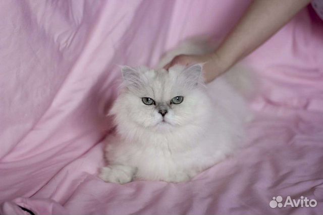 Красавица кошка Персик