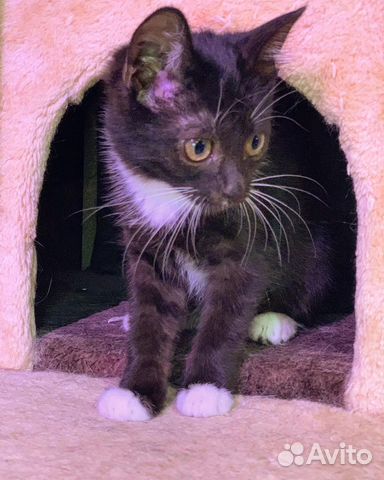 Котенок в добрые руки