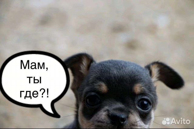 Щенки чихуахуа