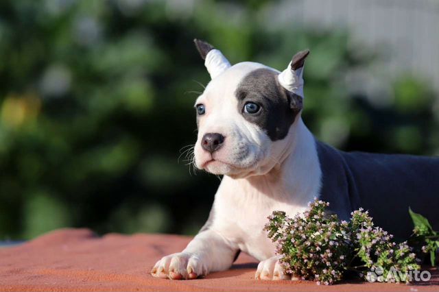 Девочка амстаффа 2 месяца