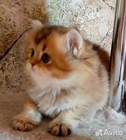 Самые красивые золотые котята