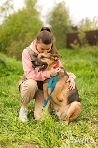 Пёс в добрые руки