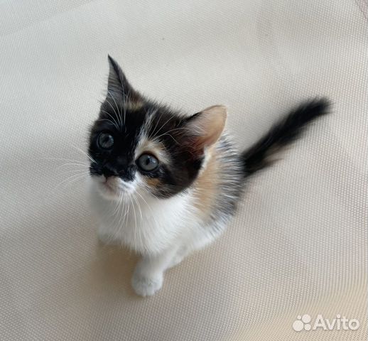 Кошечка трехцветная Приносит удачу