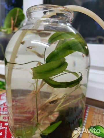 Аквариумные рыбки гуппи