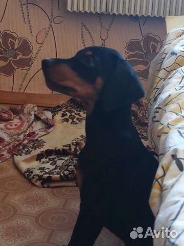 Щенок добермана девочка