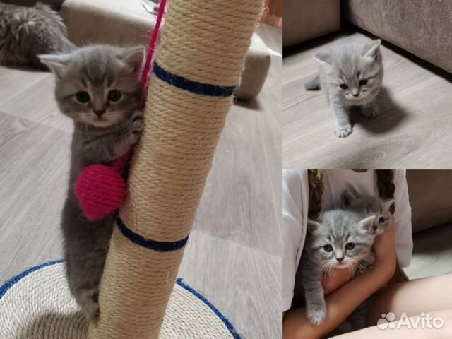 Котенок в добрые руки