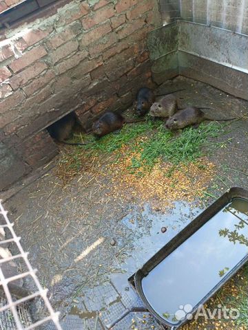 Нутрии молодняк