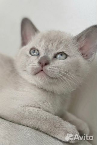 Бурманские котята лиловые