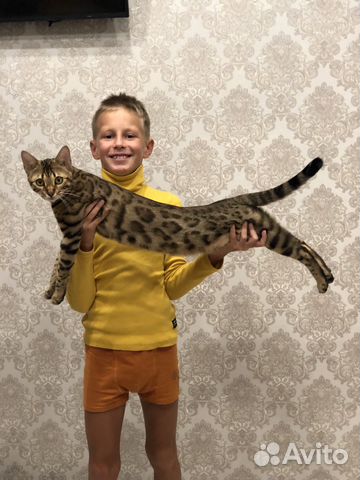 Бенгальская