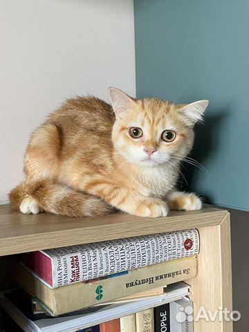 Котёнок мрамор шоколадное золото