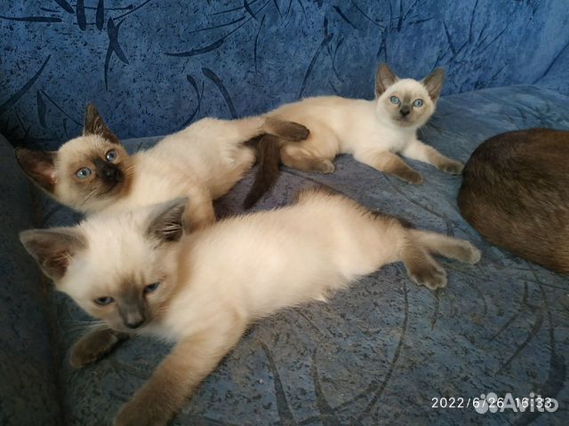 Тайские котята