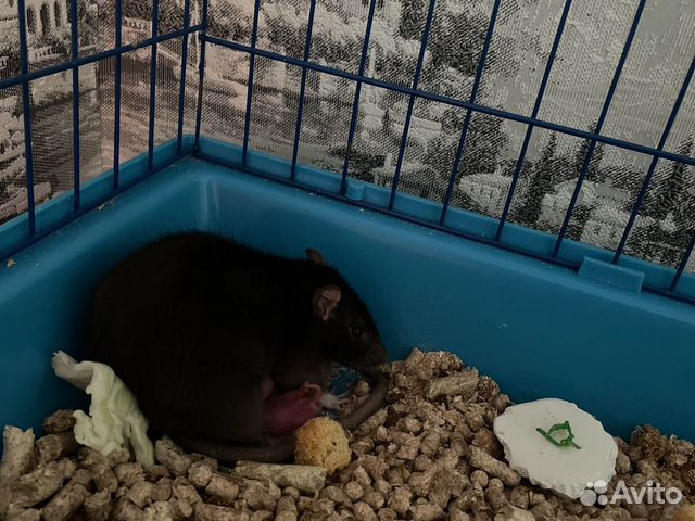 Крысы маленькие