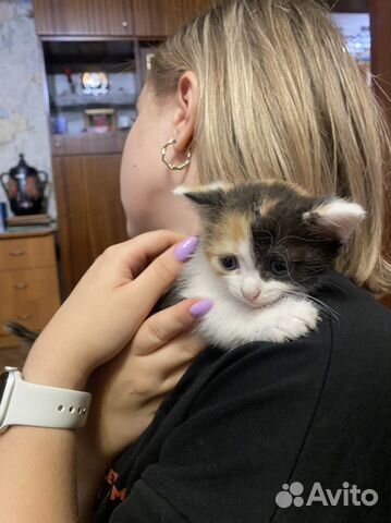 Котенок-девочка ищет новый дом