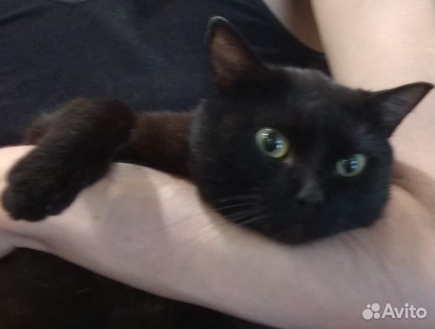 Кот подросток, ищет дом